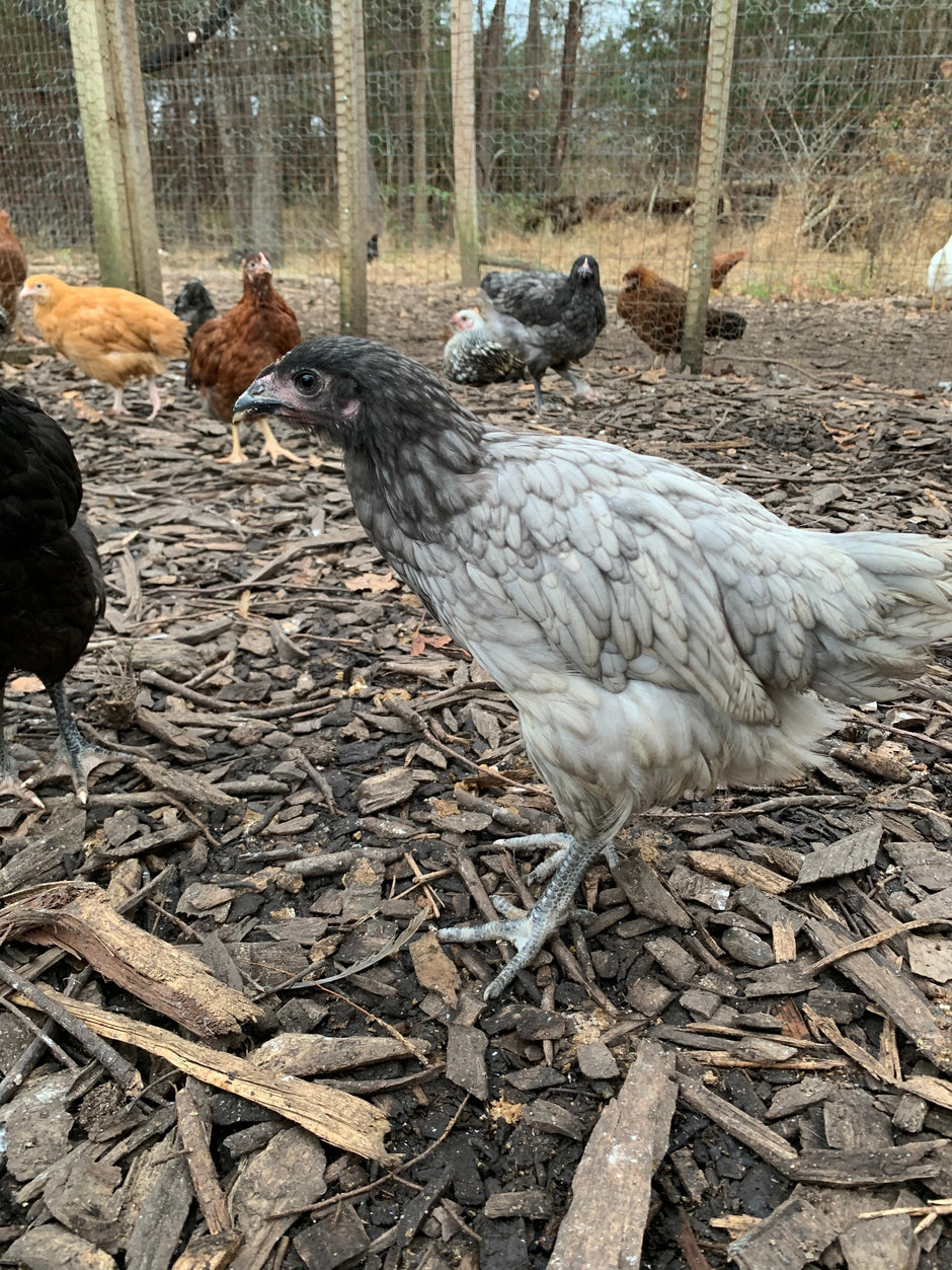 Chirp n' Cluck – Chirp n' Cluck