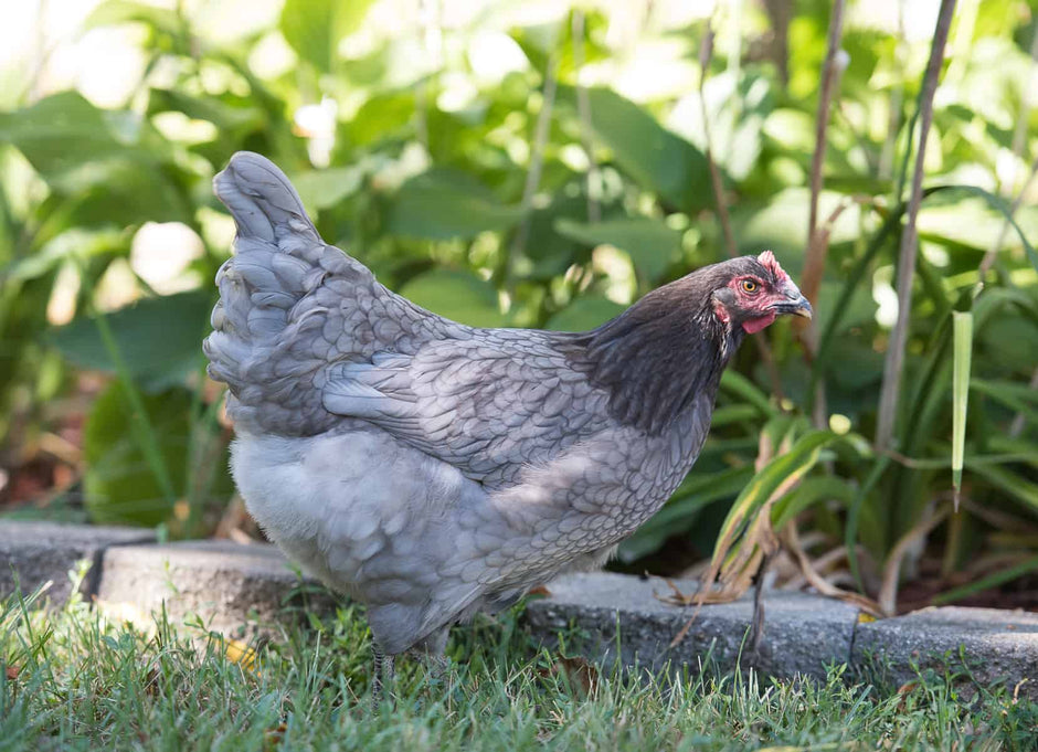 Chirp n' Cluck – Chirp n' Cluck