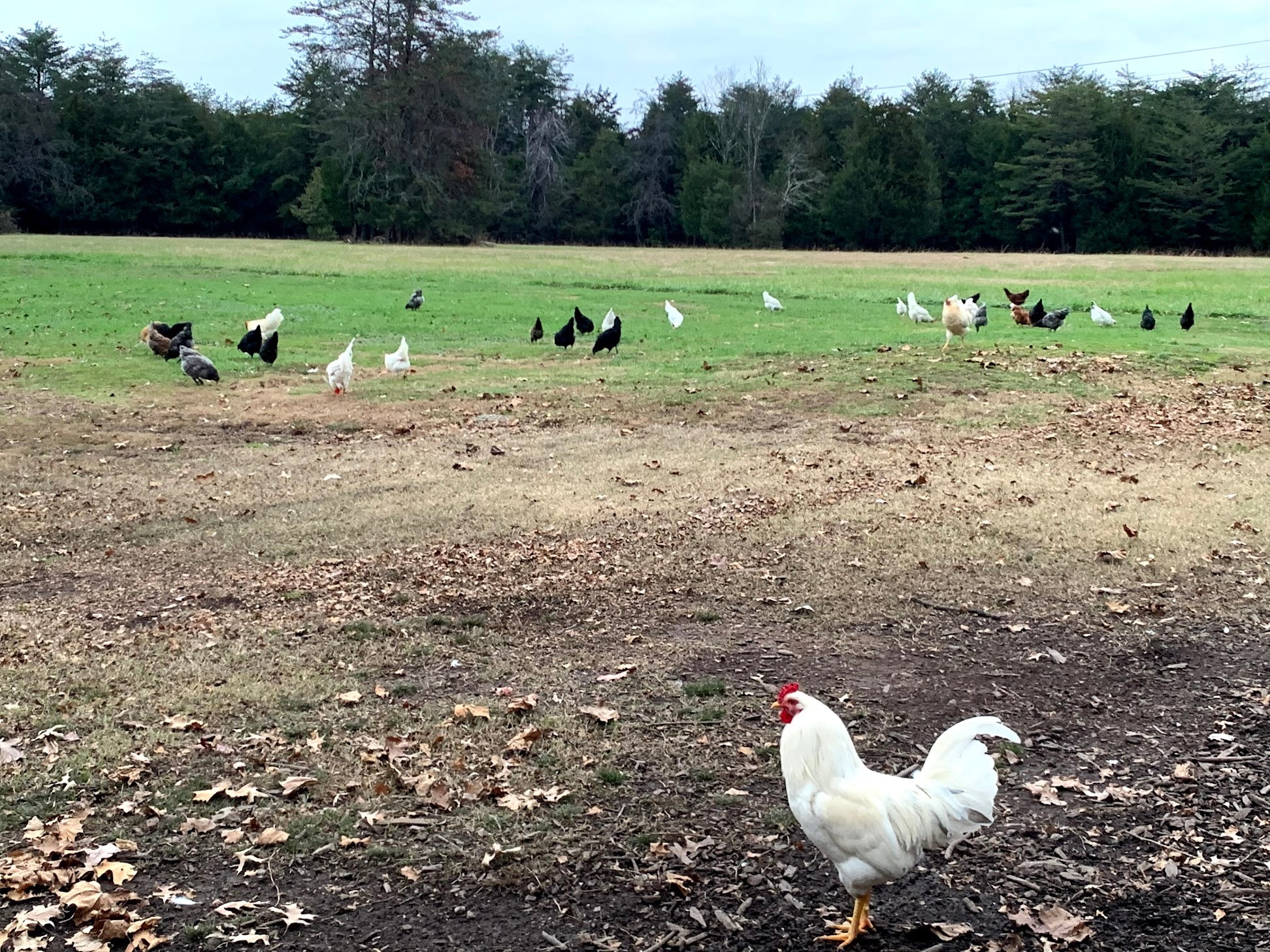 Products – Chirp n' Cluck