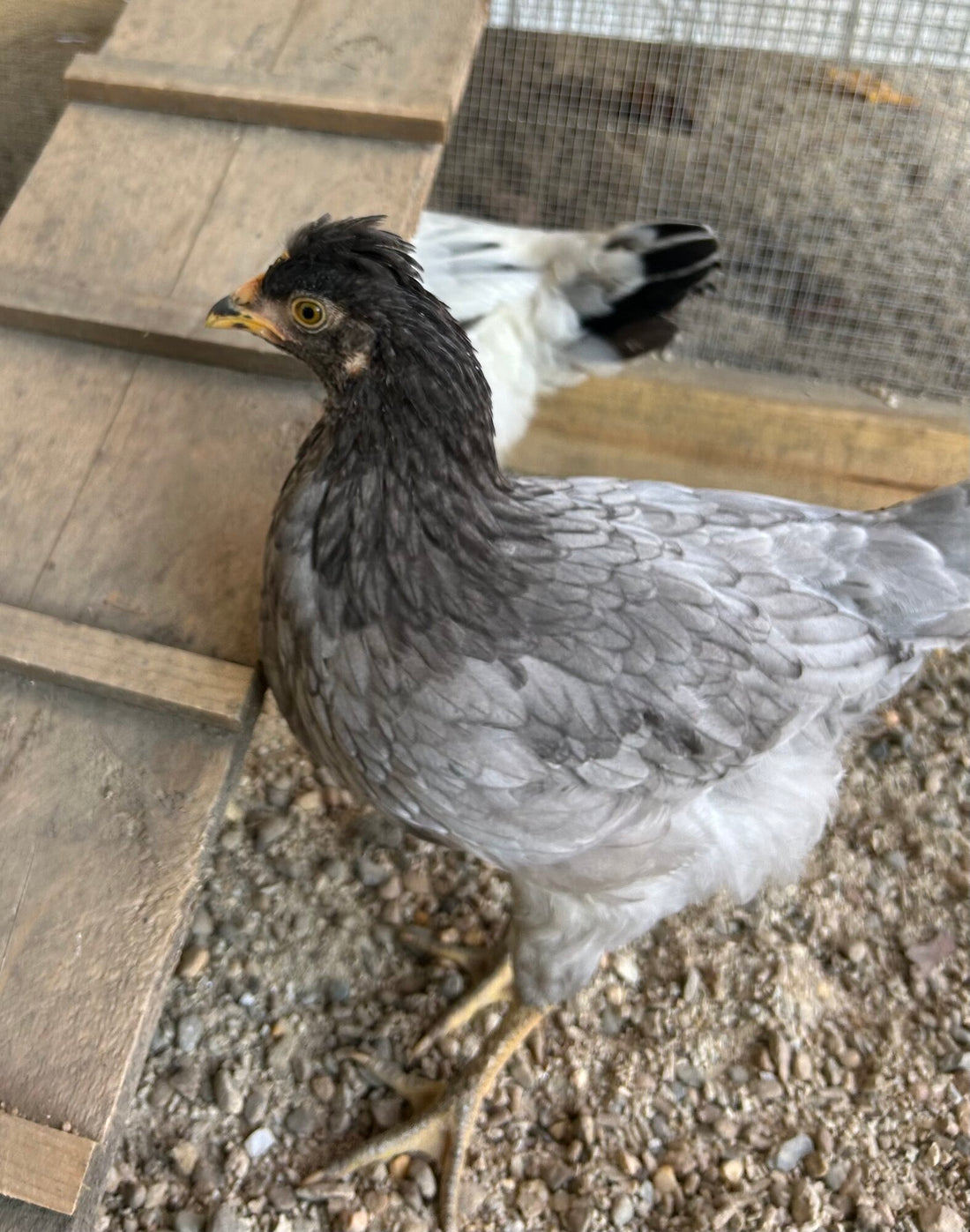 Sapphire Sky – Chirp n' Cluck